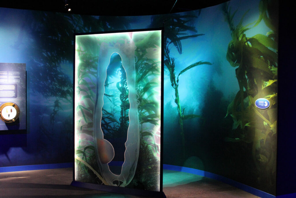 Shark Exhibit Houston | Sharks! The Meg, The Monsters & The Myths at ...